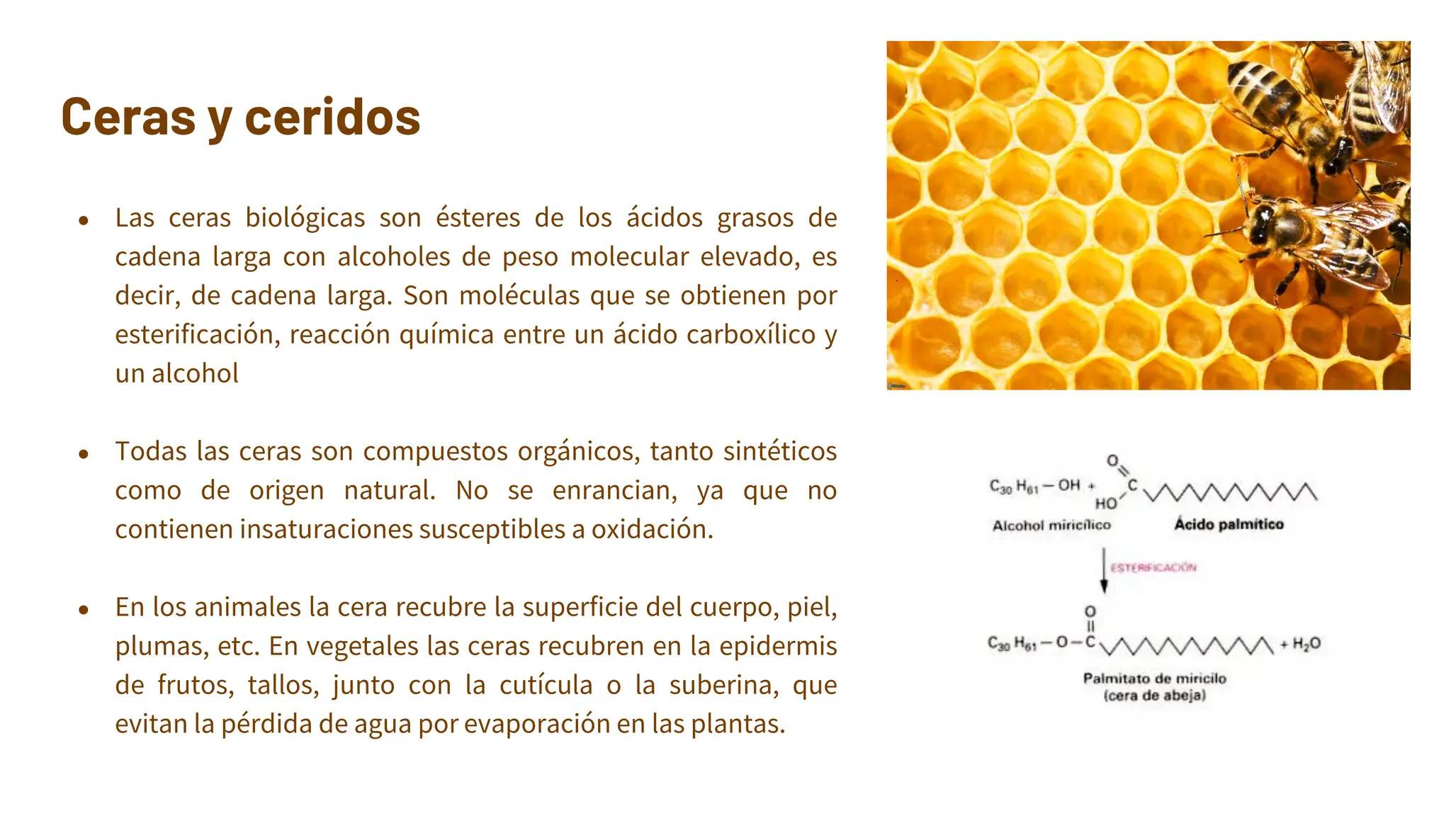 Lípidos Generalidades y su metabolismo en bioquimica | PDF