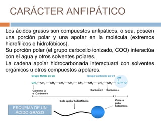 INST JOSE MARTI LIPIDOS BCM | PPT