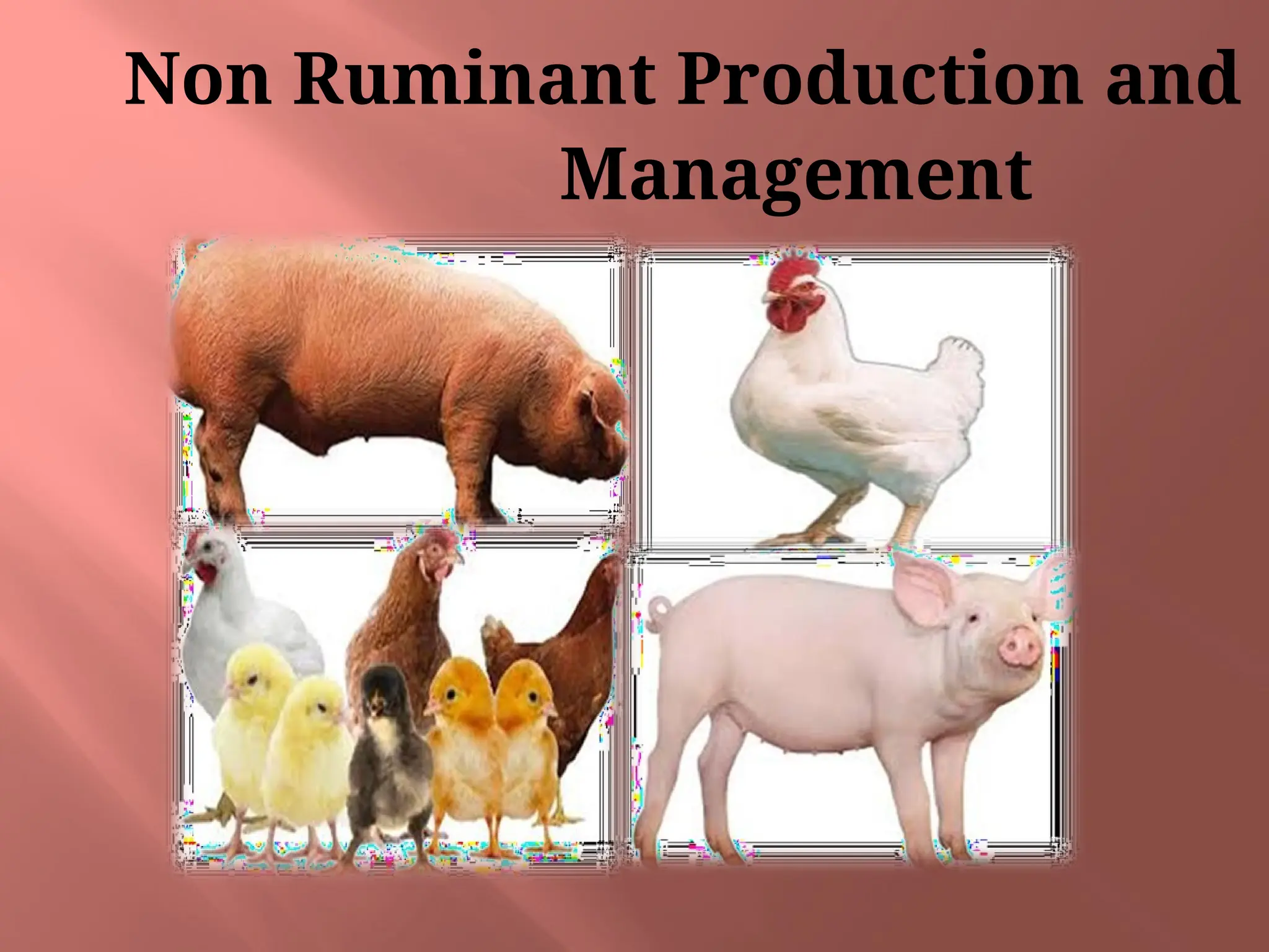 lpm non ruminant production and management.pptx
