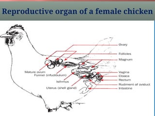 lpm non ruminant production and management.pptx