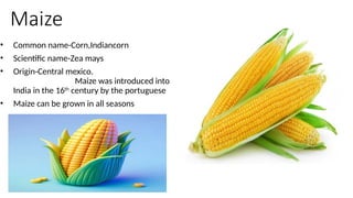 LPM maize🌽. How it can be grown and how it is crafted | PPT