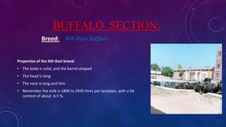 LPRI Presentation.pptx