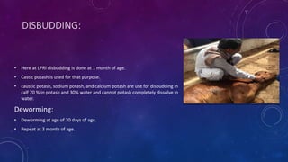 LPRI Presentation.pptx