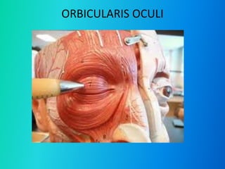 Lps and orbicularis oculi | PPTX