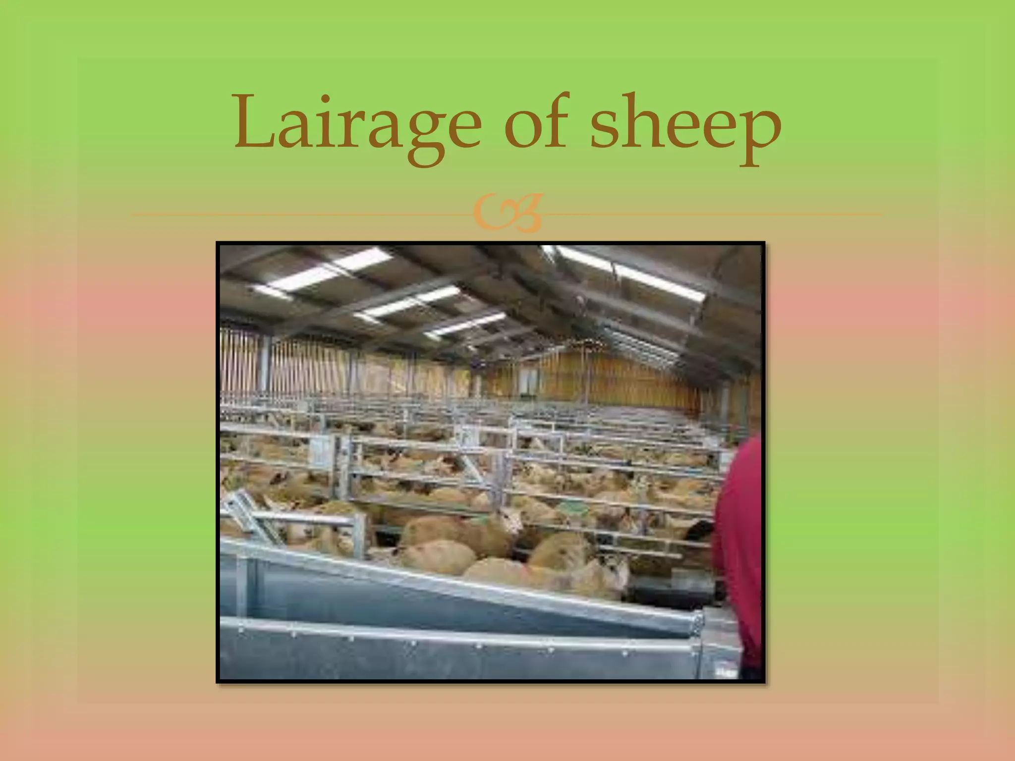 LAYOUT,DESIGN ,OPERATIONS ,EQUIPMENTS and maintenance in SLAUGHTER ...