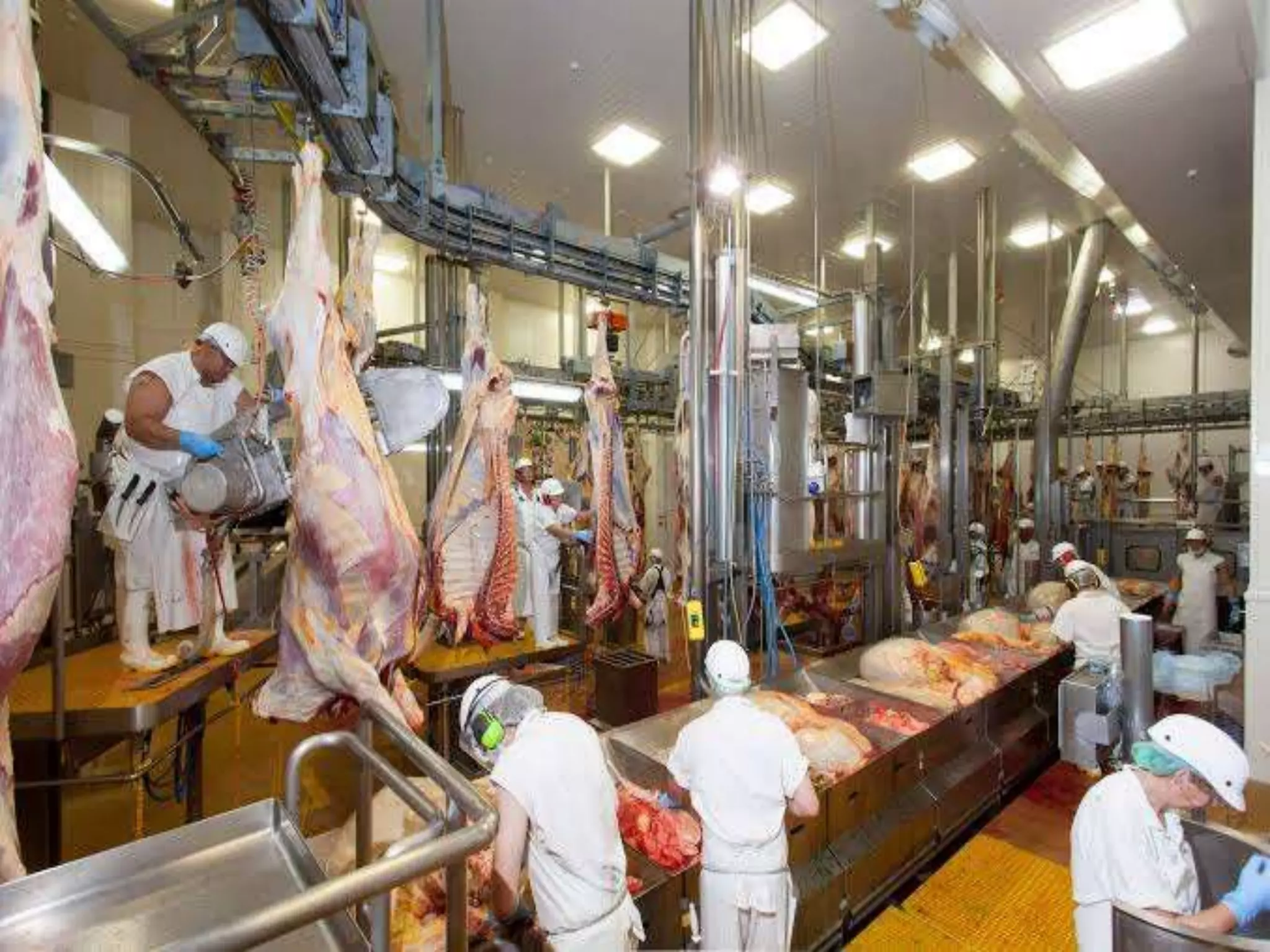 LAYOUT,DESIGN ,OPERATIONS ,EQUIPMENTS and maintenance in SLAUGHTER ...