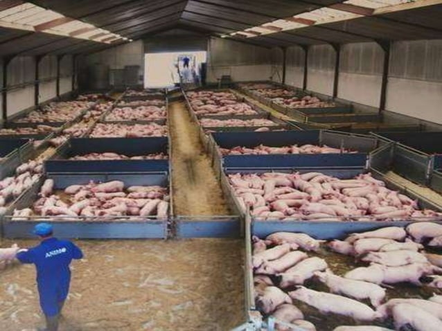 LAYOUT,DESIGN ,OPERATIONS ,EQUIPMENTS and maintenance in SLAUGHTER ...