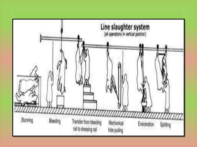 LAYOUT,DESIGN ,OPERATIONS ,EQUIPMENTS and maintenance in SLAUGHTER ...