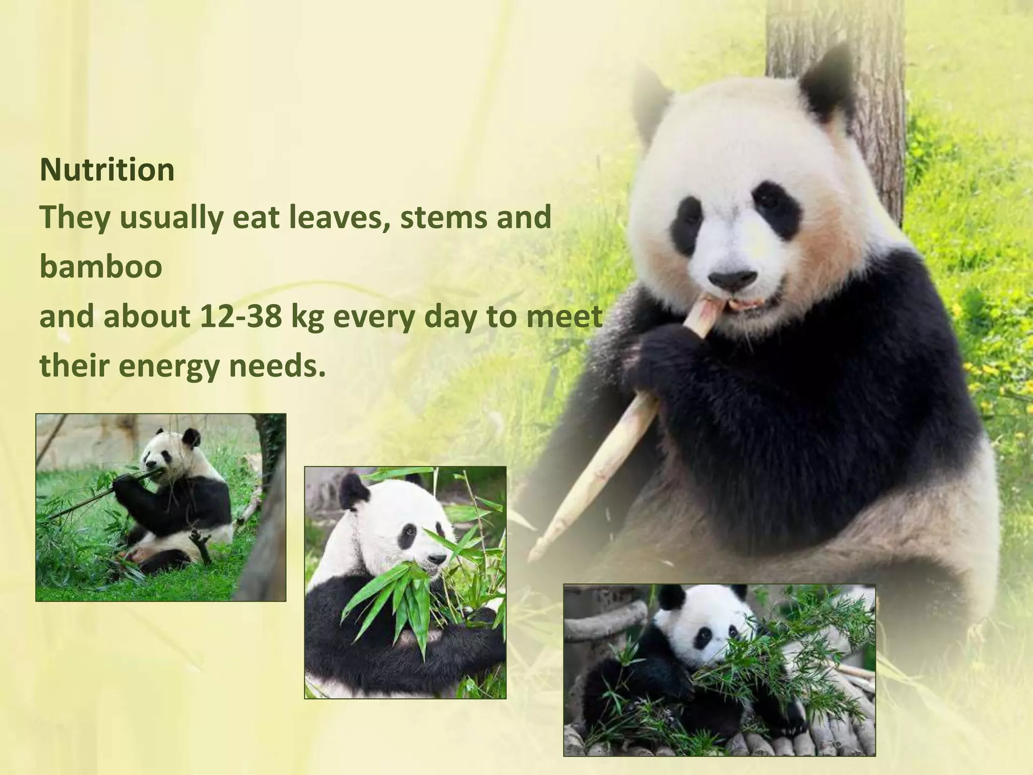 Pandas.pptx | Parenting Babies and Toddlers | Parenting