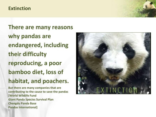 Pandas.pptx | Parenting Babies and Toddlers | Parenting