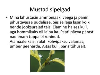 Sipelgad majas ja aias | PDF