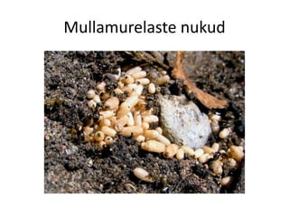 Sipelgad majas ja aias | PPT