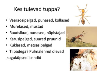 Sipelgad majas ja aias | PPT