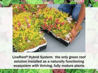 LiveRoof® Hybrid Green Roofs | PPT