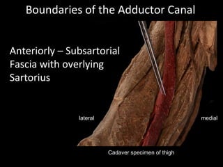 lradductorcanal-160318101049.pdf