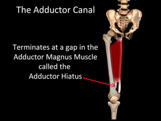 Slideshow: Adductor Canal | PPT