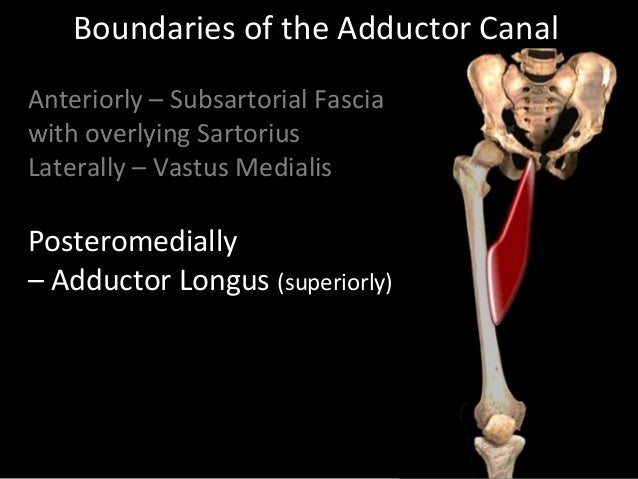 Slideshow: Adductor Canal
