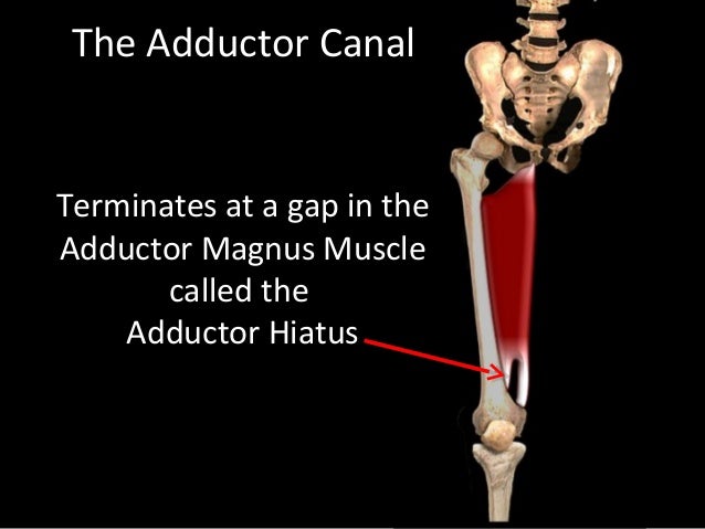 Slideshow Adductor Canal