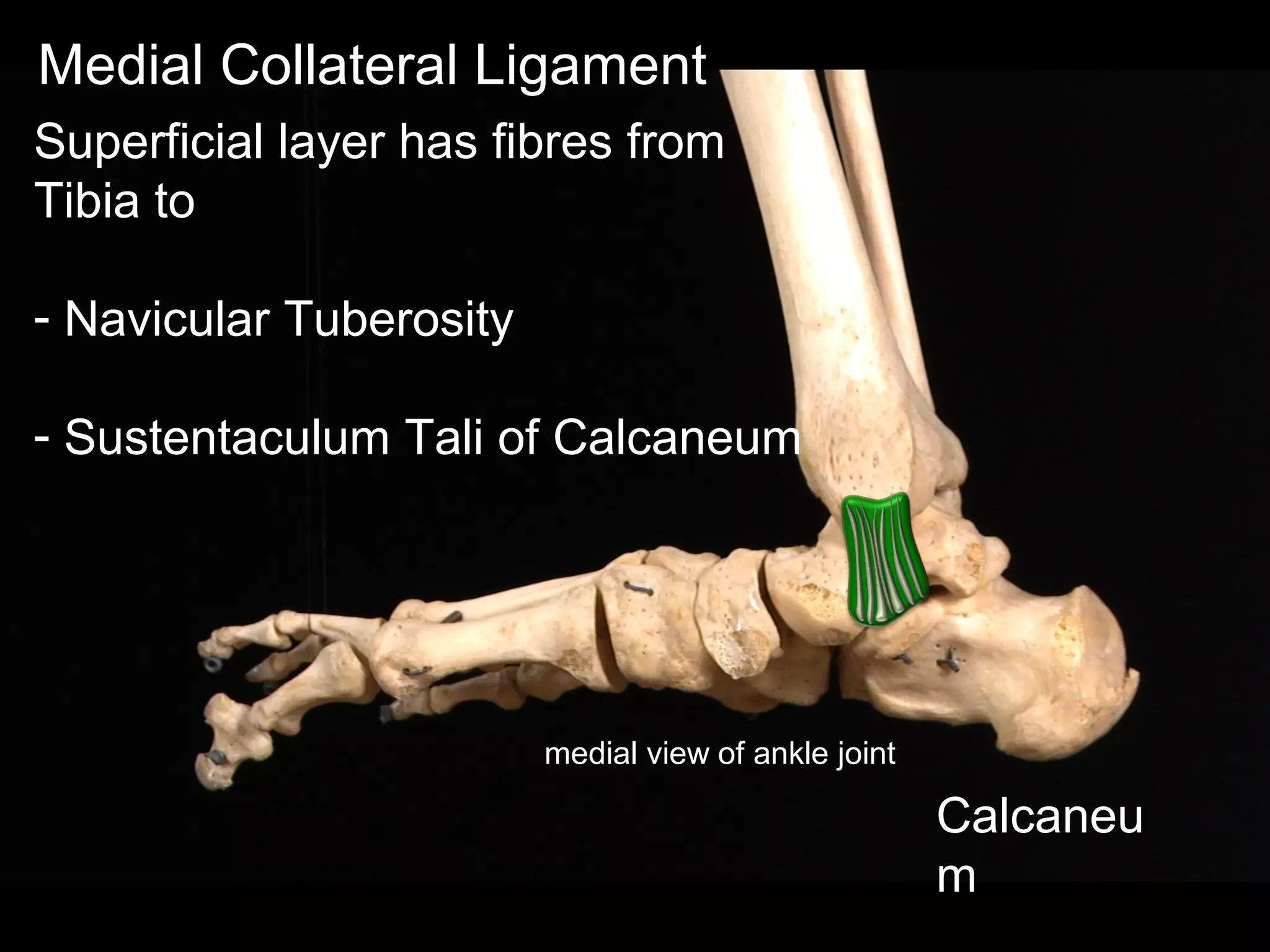 Slideshow: Ankle Joint | PPT