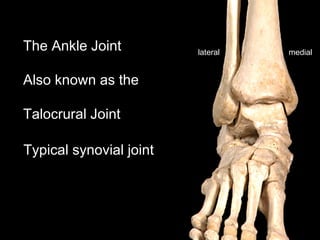 Slideshow: Ankle Joint | PPT