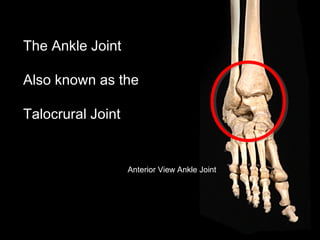 Talocrural Joint