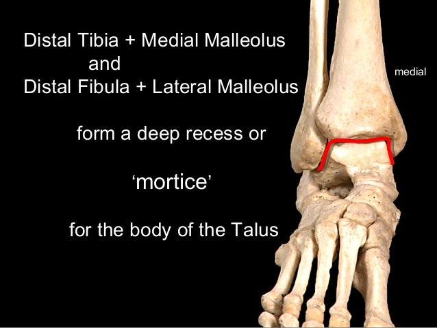 Slideshow: Ankle Joint