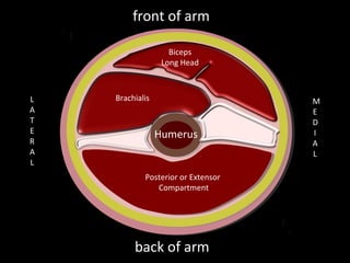 Slideshow: Anterior arm | PPT