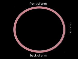Slideshow: Anterior arm | PPT