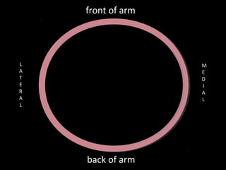 Slideshow: Anterior arm | PPT
