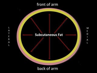 Slideshow: Anterior arm | PPT