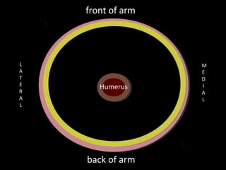 Slideshow: Anterior arm | PPT