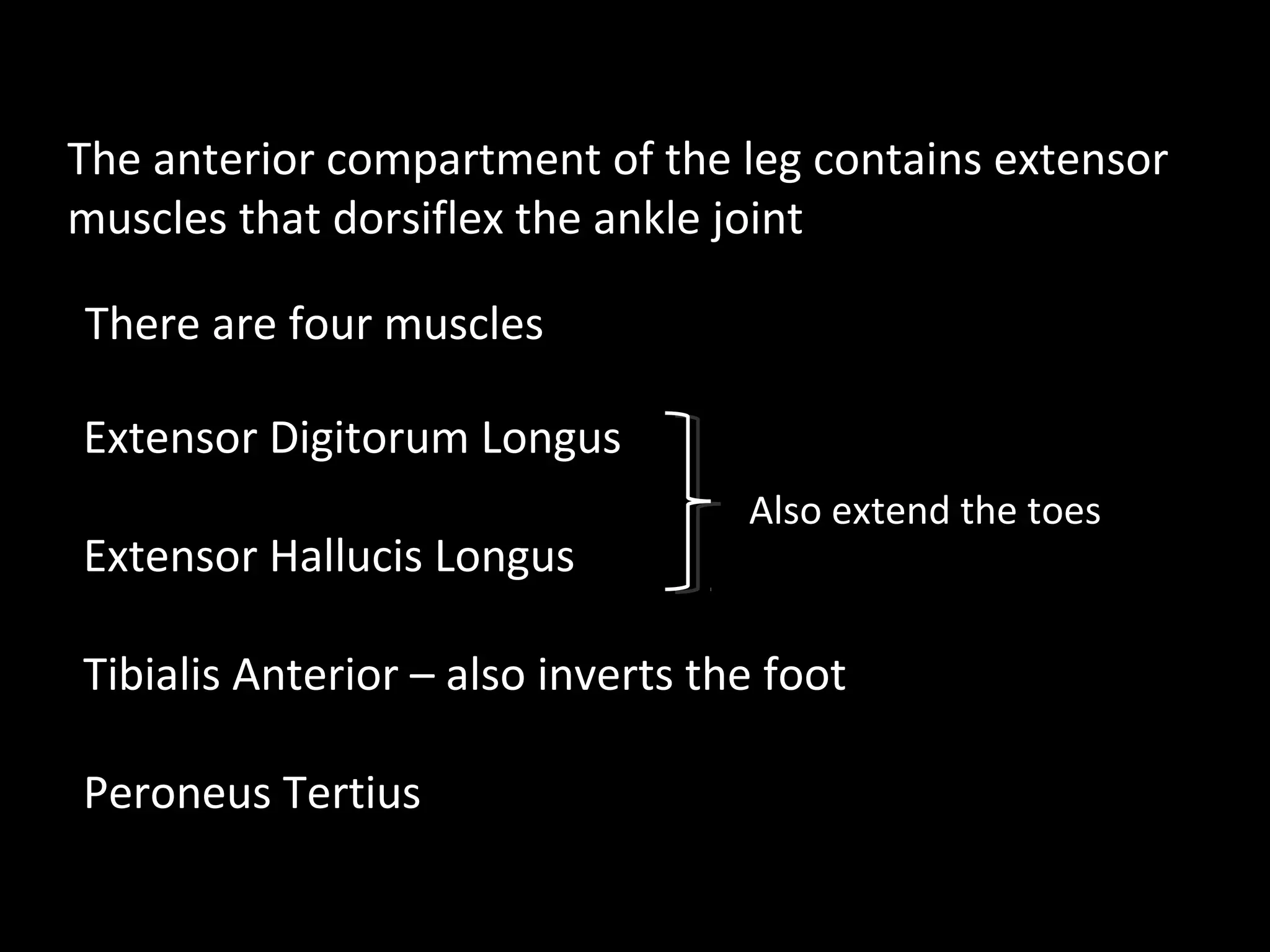 Slideshow: Anterior Leg | PPT