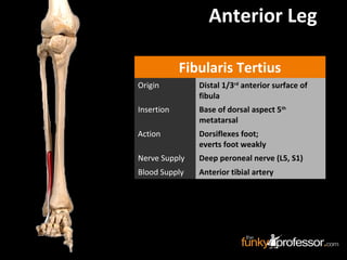 Tibialis Anterior Origin And Insertion
