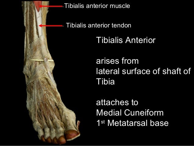 Tibialis Anterior Insertion