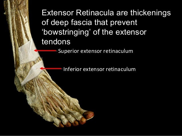 Slideshow: Anterior Leg