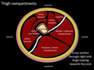 Slideshow: Anterior Thigh | PPT