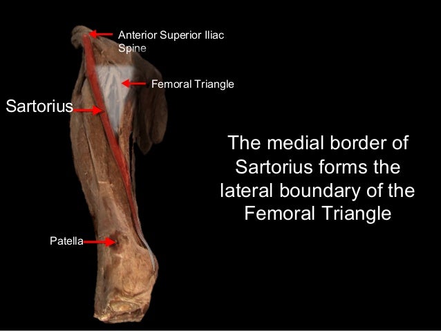 Slideshow Anterior Thigh