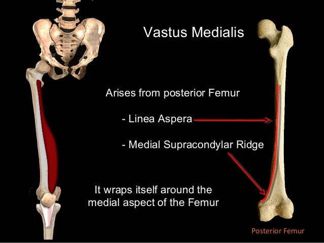 Slideshow: Anterior Thigh