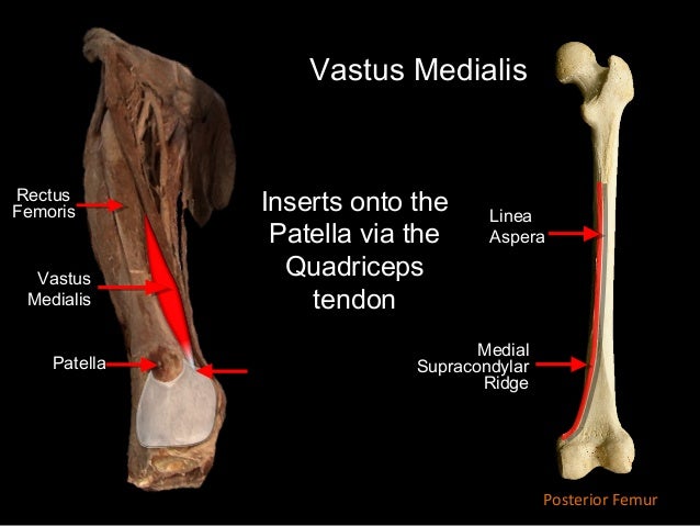 Slideshow Anterior Thigh