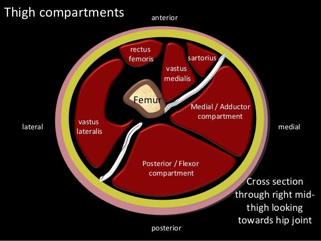 Slideshow Anterior Thigh