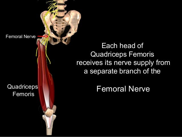 Slideshow: Anterior Thigh