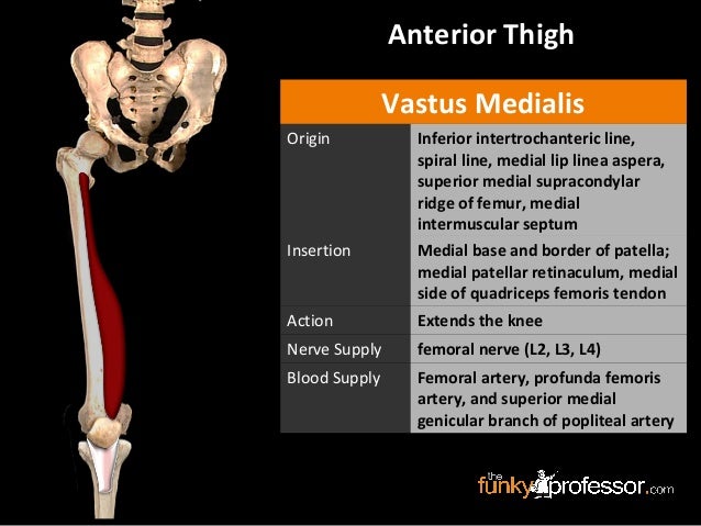 Slideshow Anterior Thigh