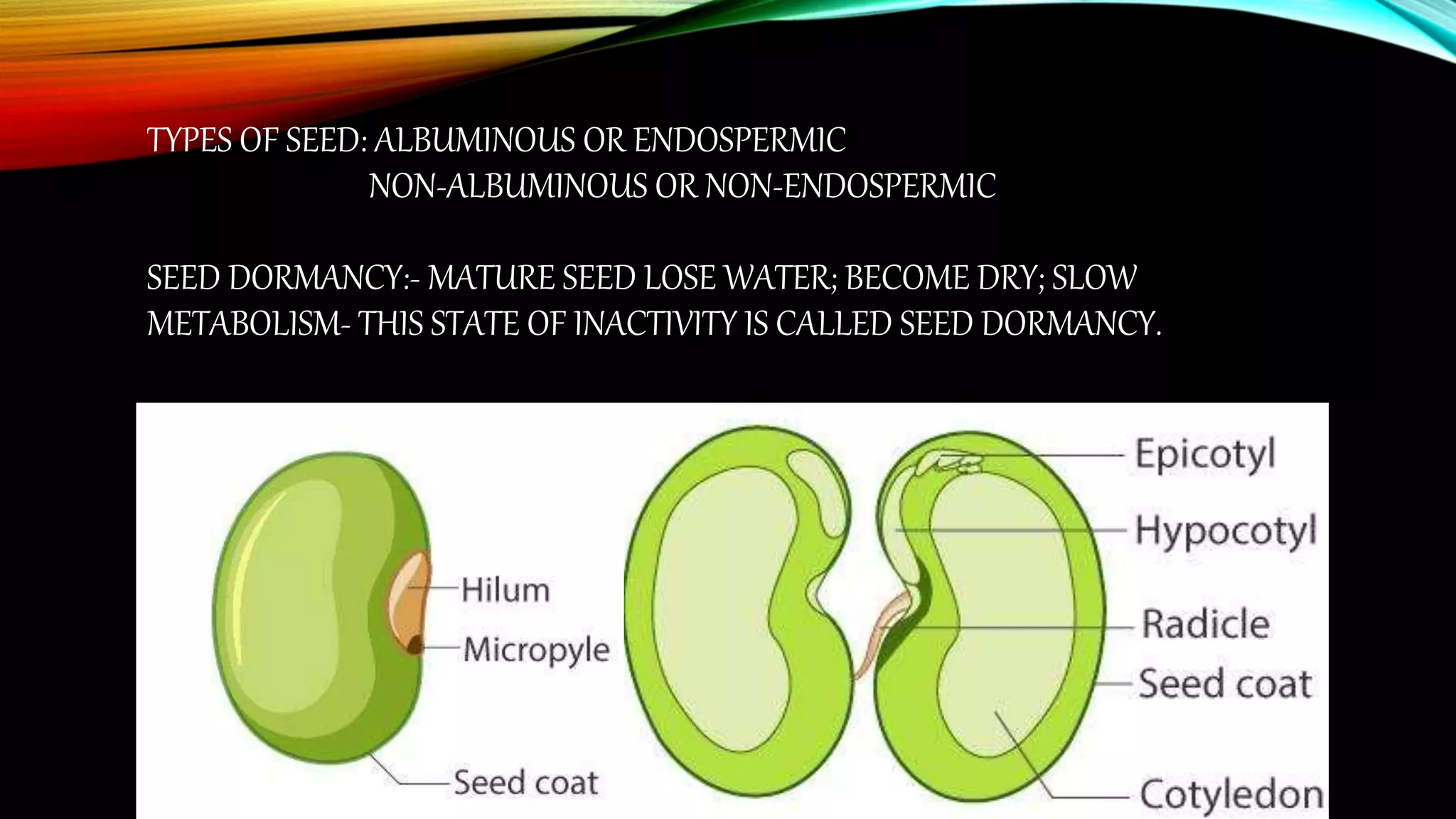 Sexual reproduction in flowering plants | PPT