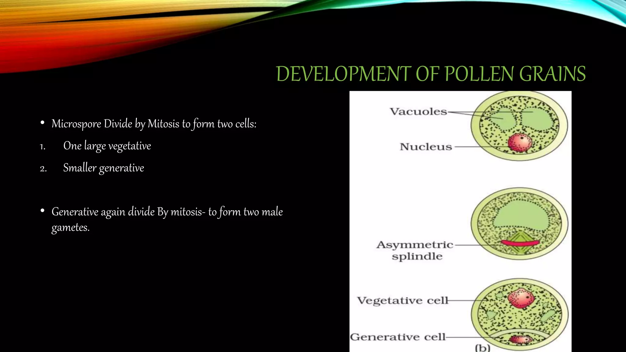 Sexual reproduction in flowering plants | PPT