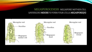 Sexual reproduction in flowering plants | PPTX