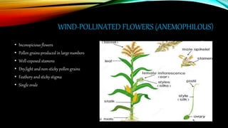Sexual reproduction in flowering plants | PPTX