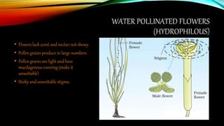 Sexual reproduction in flowering plants | PPT