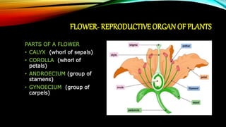Sexual reproduction in flowering plants | PPTX
