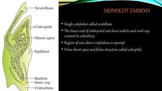 Sexual reproduction in flowering plants | PPT