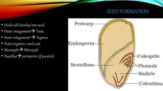 Sexual reproduction in flowering plants | PPT